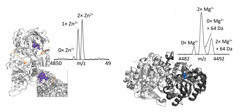 Native Proteomics – Kelleher Research Group